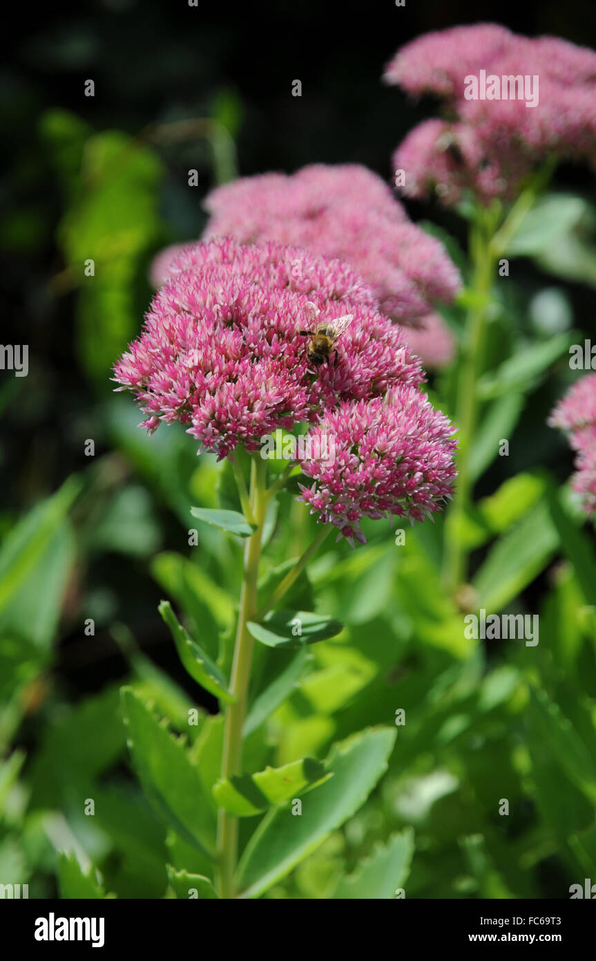 Stonecrop sedum spectabile telephium hi-res stock photography and ...