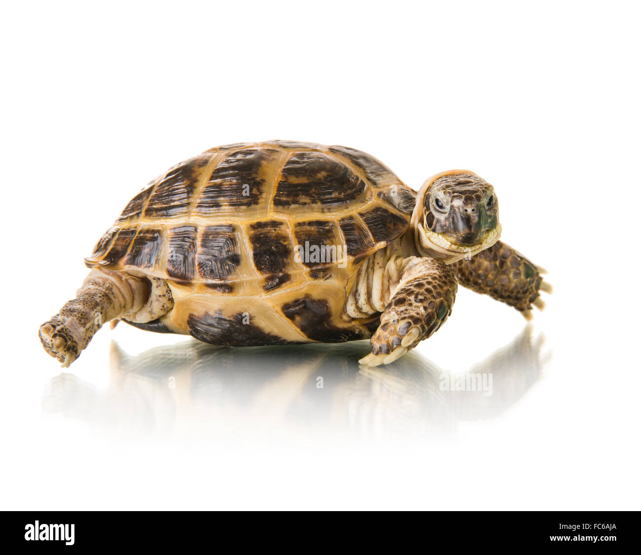 Typical tortoise hi-res stock photography and images - Alamy