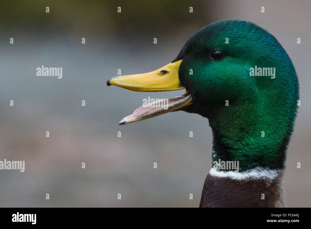 Quack! male mallard portrait Stock Photo - Alamy