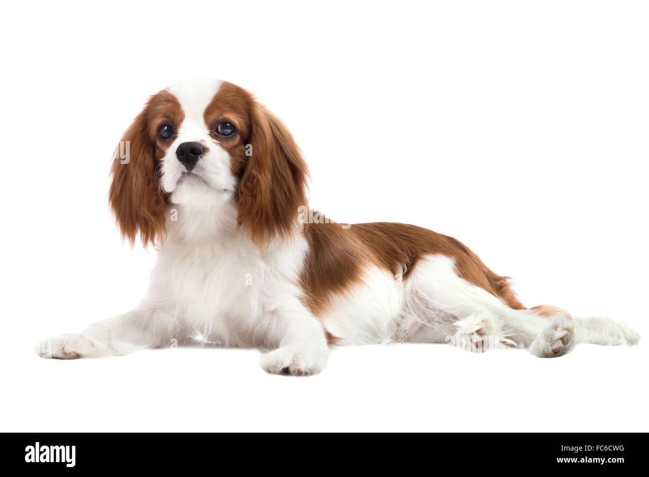 Pedigree spaniel Cut Out Stock Images & Pictures - Alamy