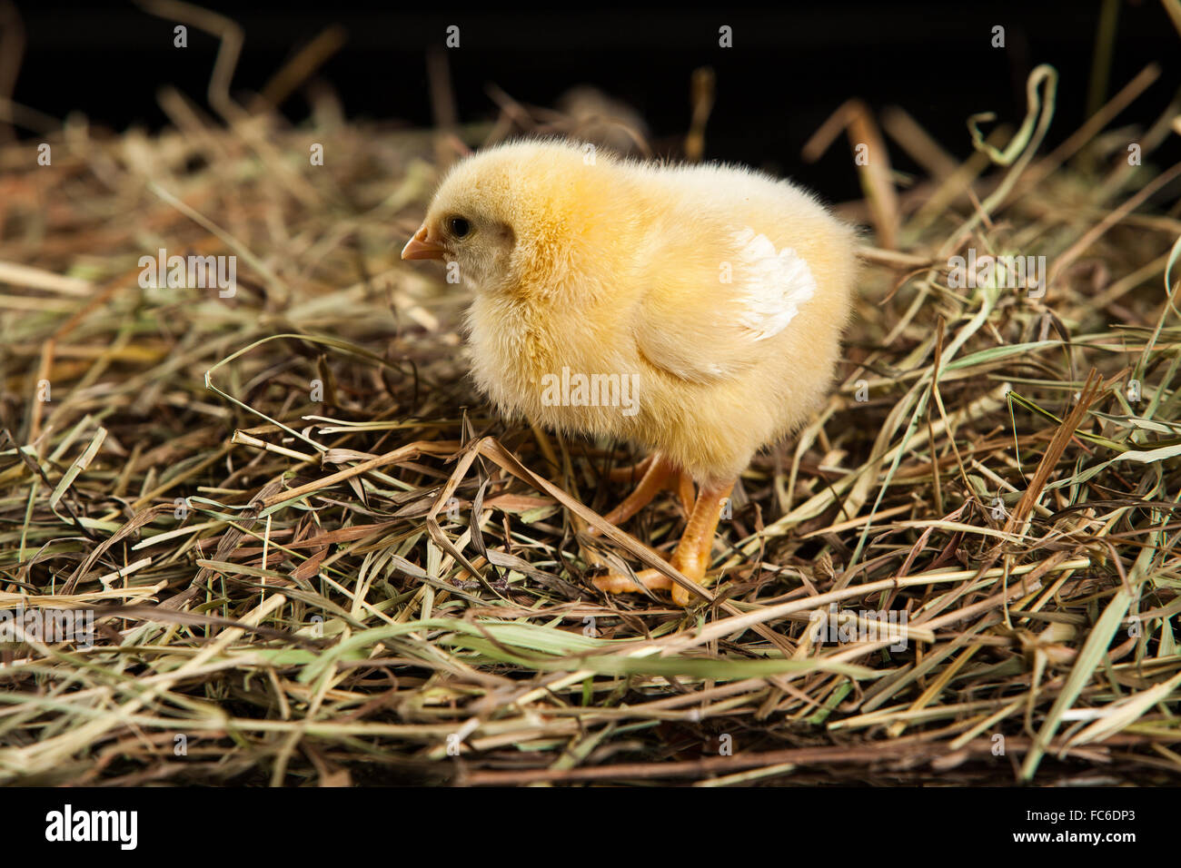 Little Yellow Chicken Stock Photo - Alamy