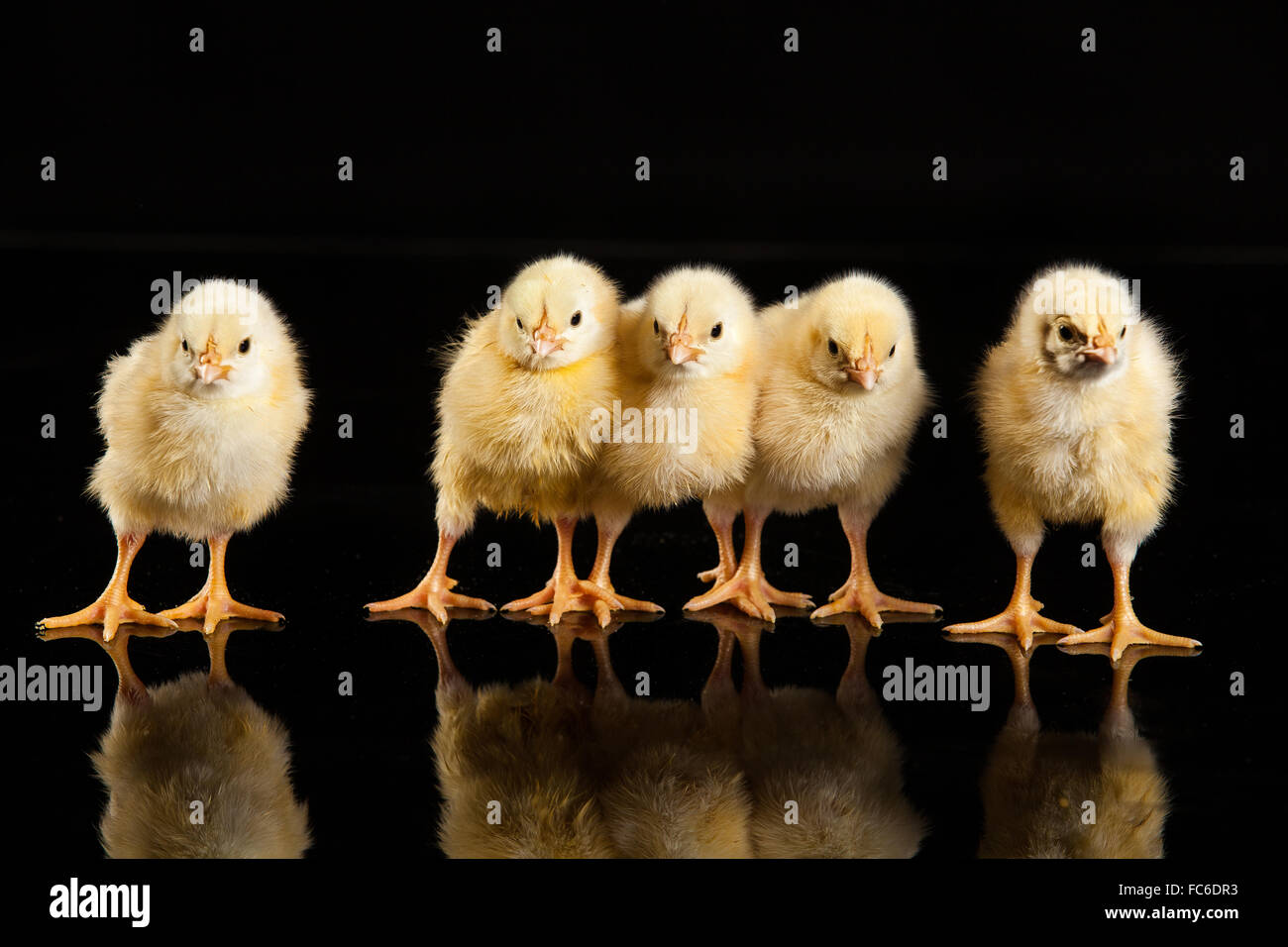 Little Yellow Chickens Stock Photo - Alamy