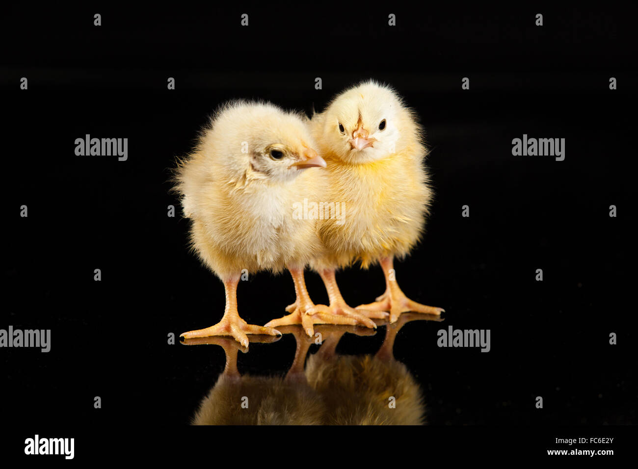 Black yellow rooster hi-res stock photography and images - Alamy