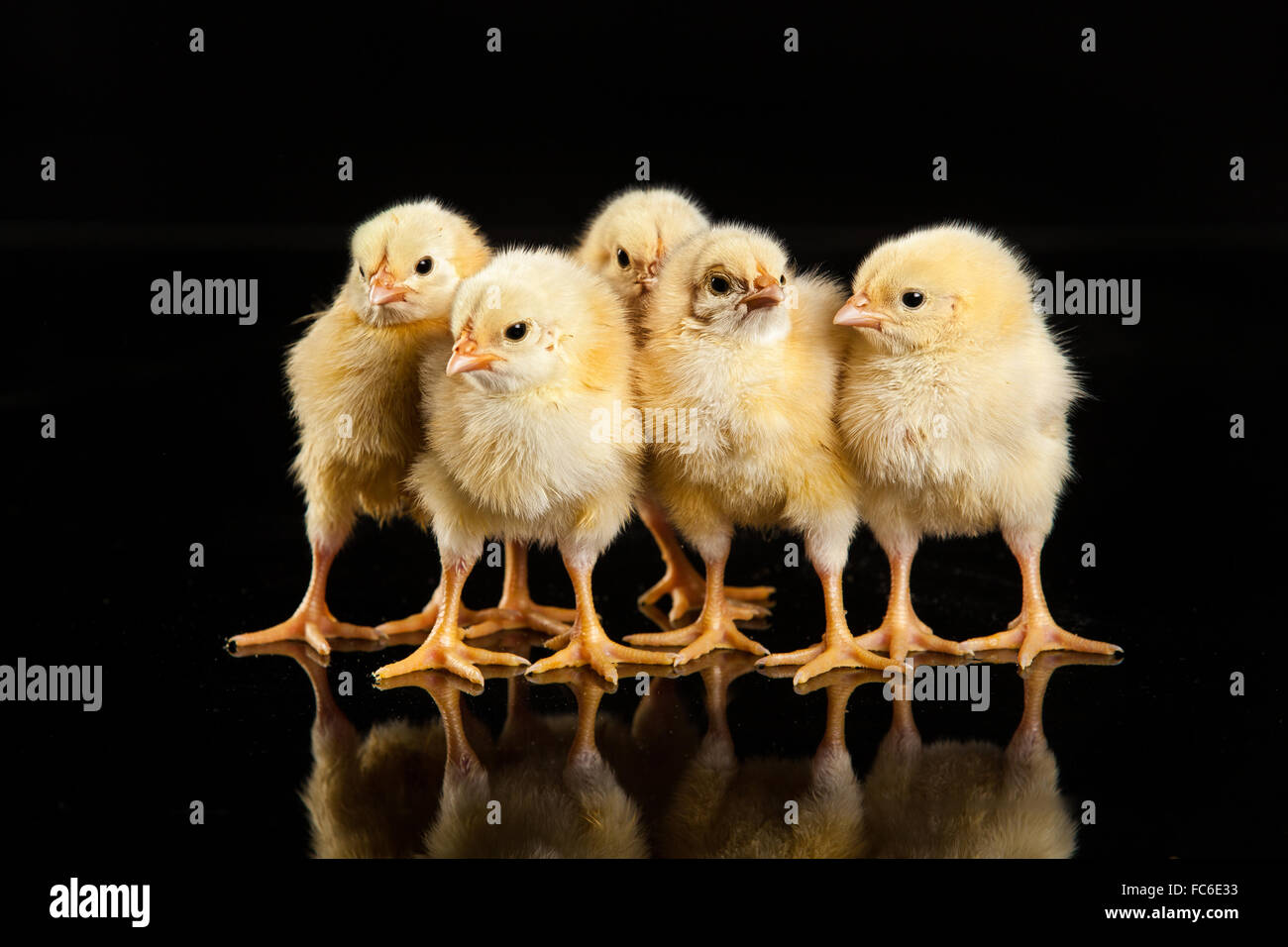 Little Yellow Chickens Stock Photo - Alamy
