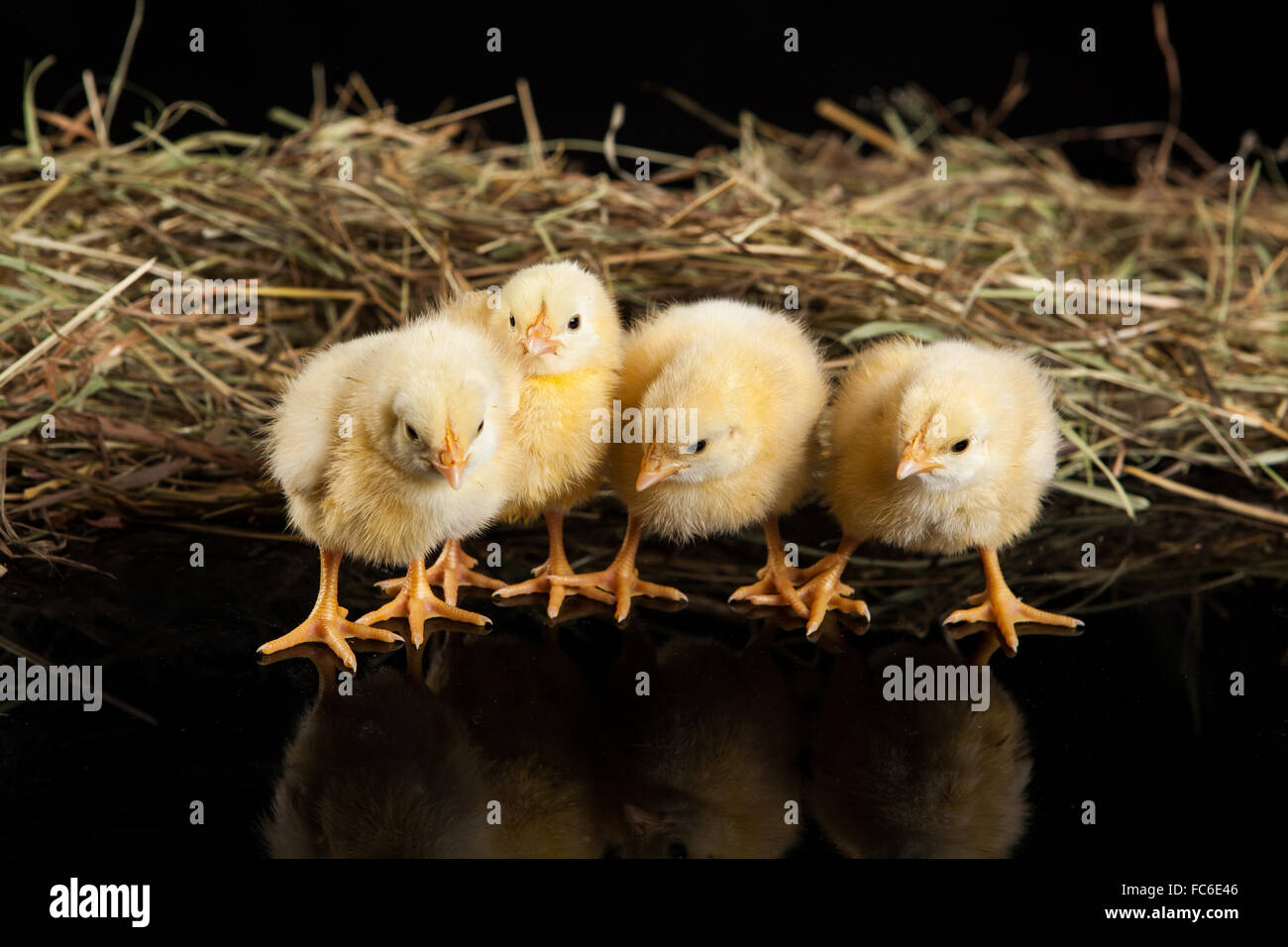 Little Yellow Chicken Stock Photo - Alamy