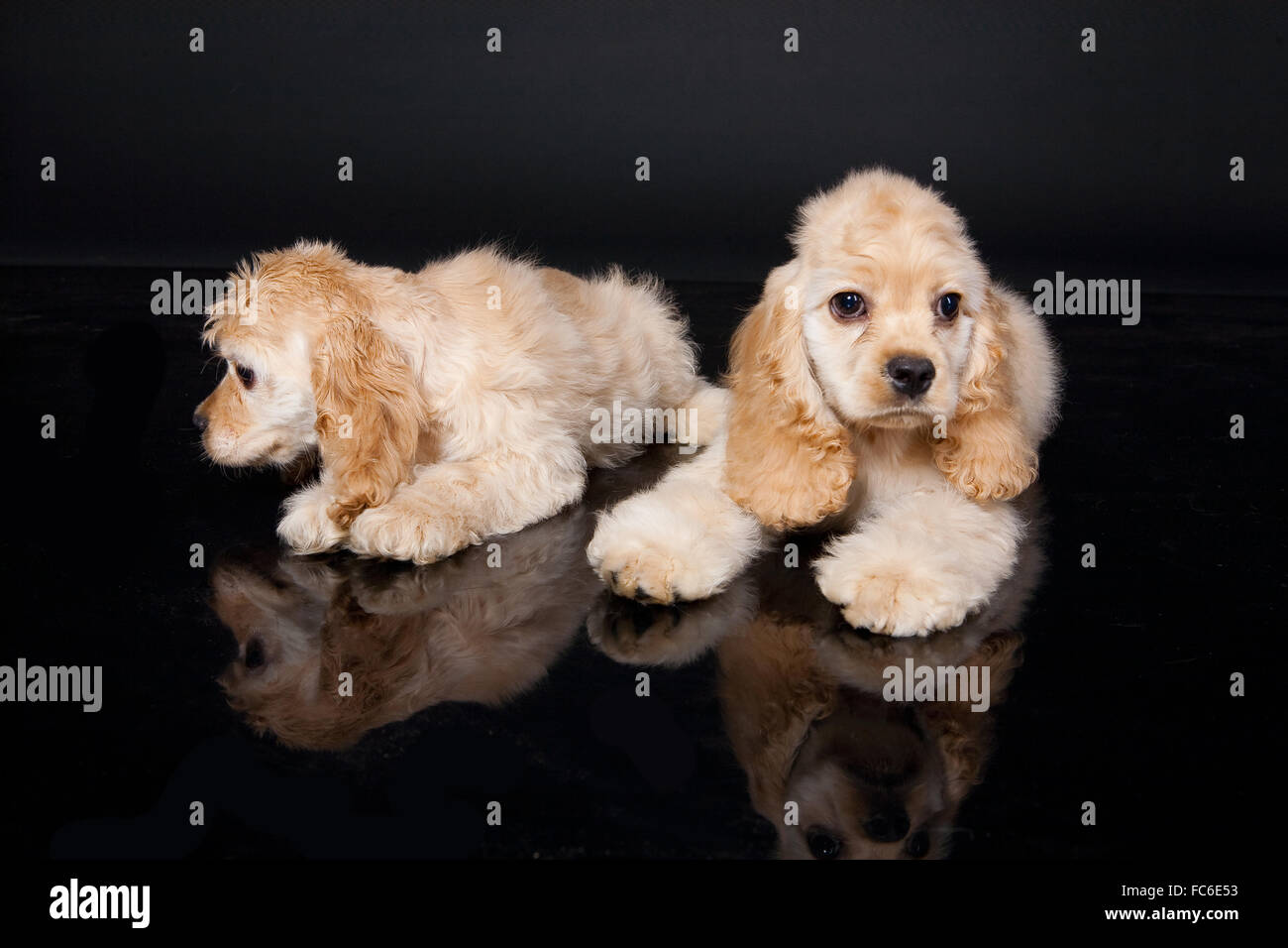 Spaniels two hi-res stock photography and images - Alamy