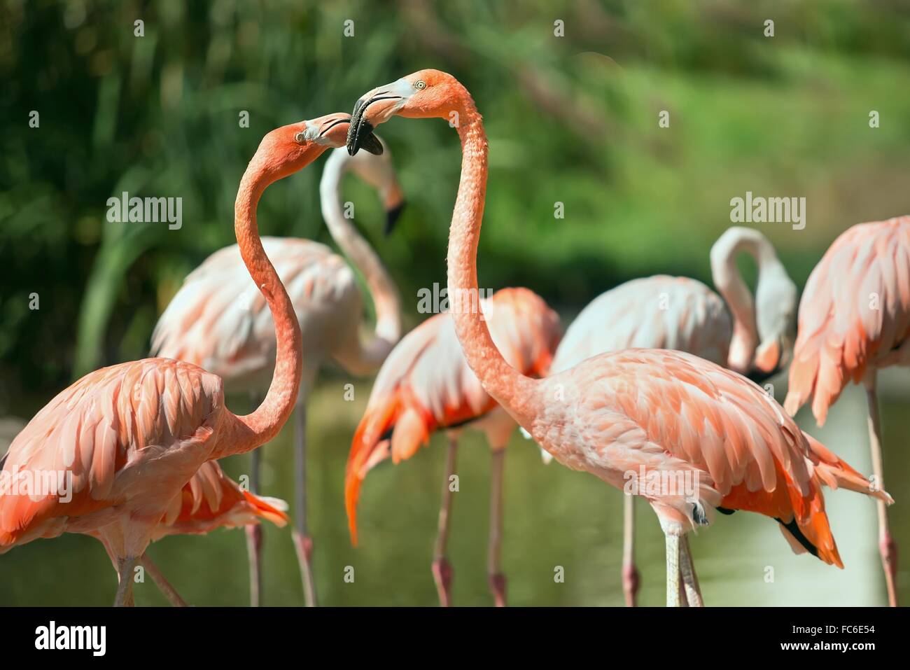 Flamingos - Phoenicopterus ruber Stock Photo - Alamy