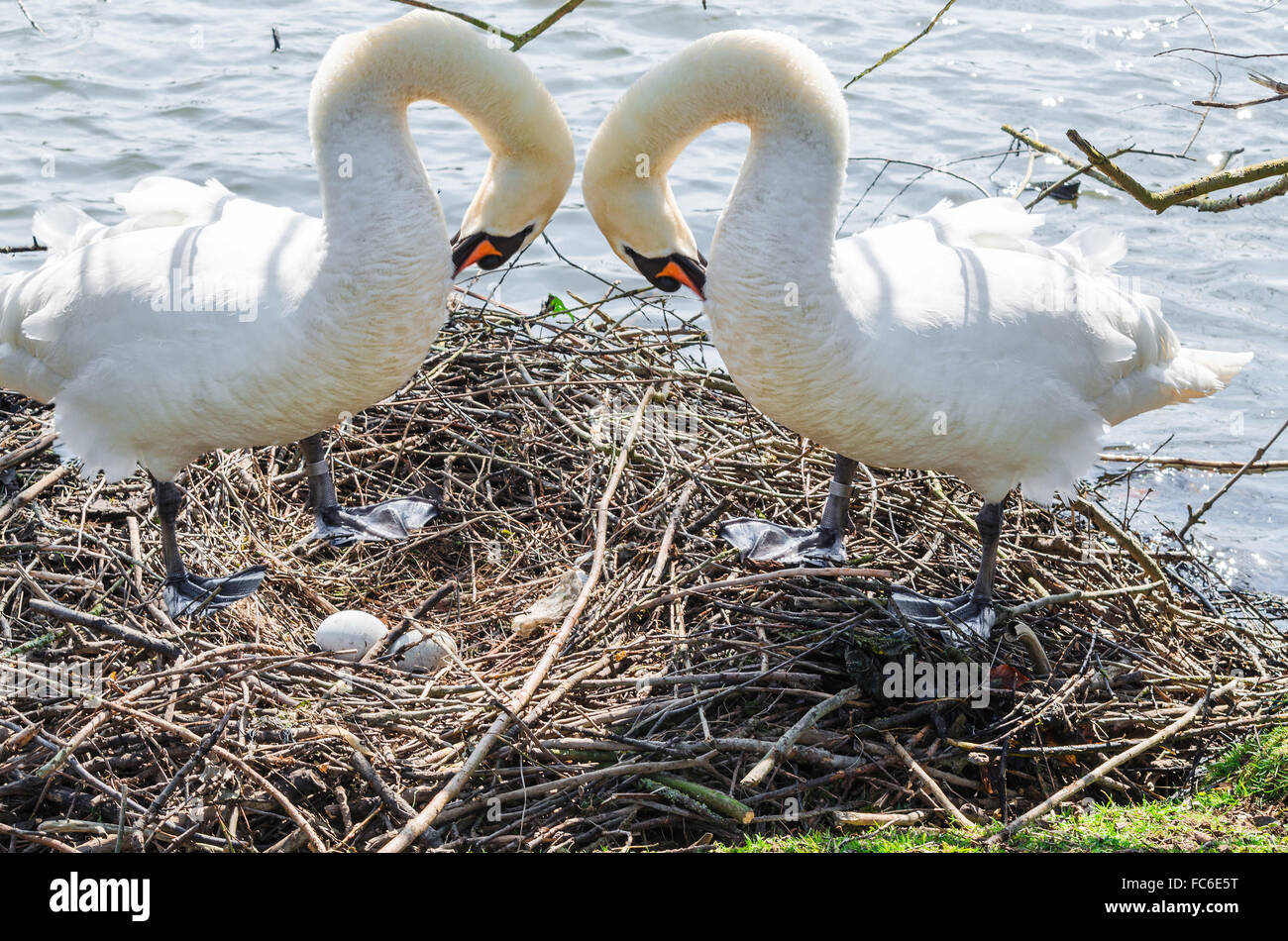 Two swans on the nest Stock Photo - Alamy