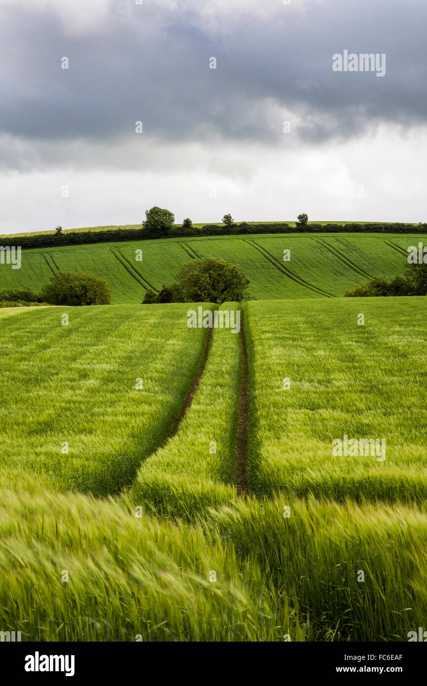 Tractor wheel path lines through shades of green wheat field in the ...