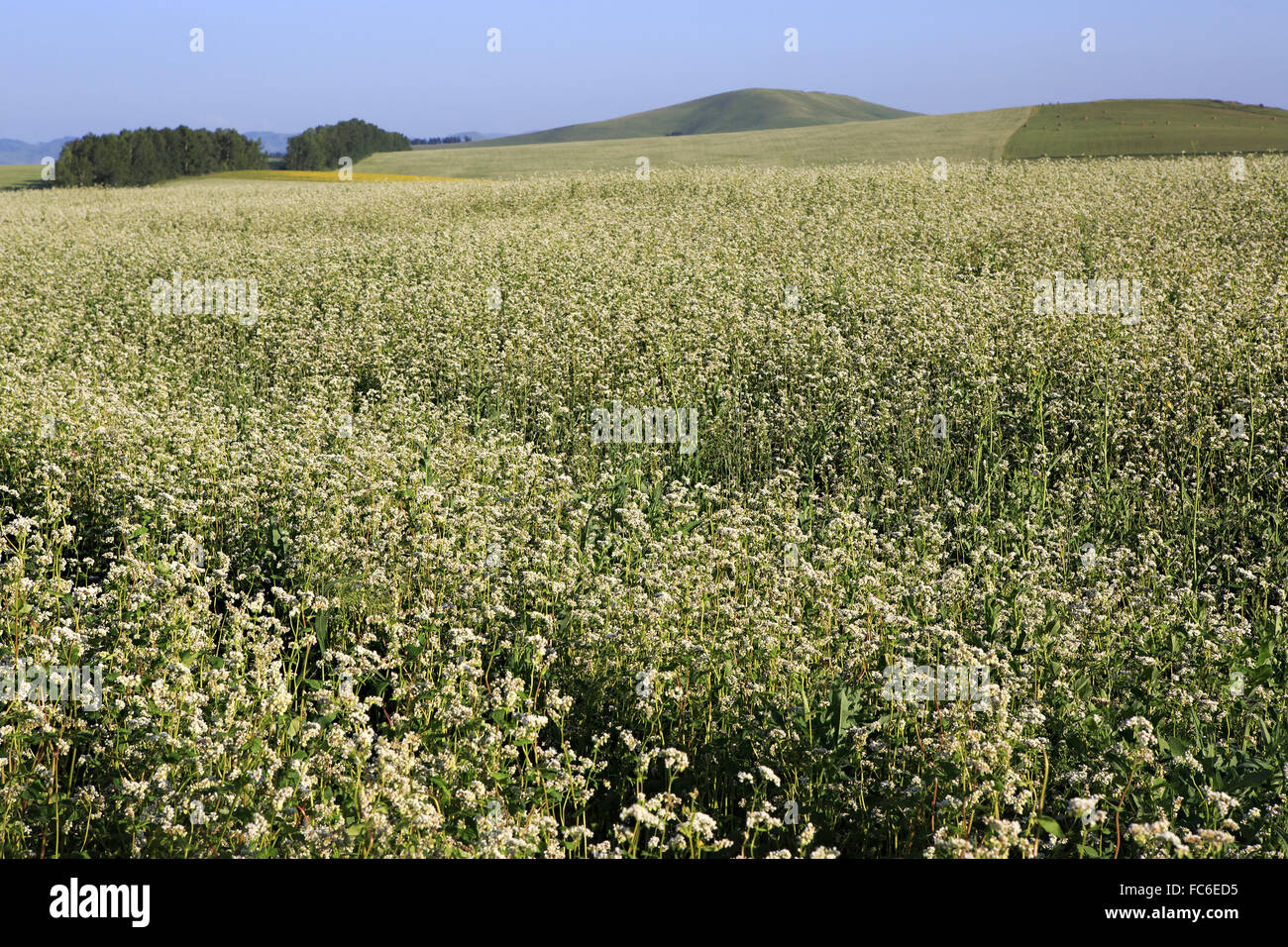Beautiful summer field buckwheat hi-res stock photography and images ...