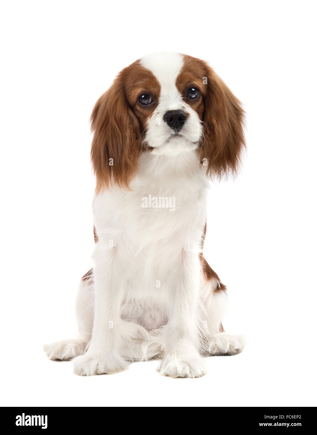 Pedigree spaniel Cut Out Stock Images & Pictures - Alamy