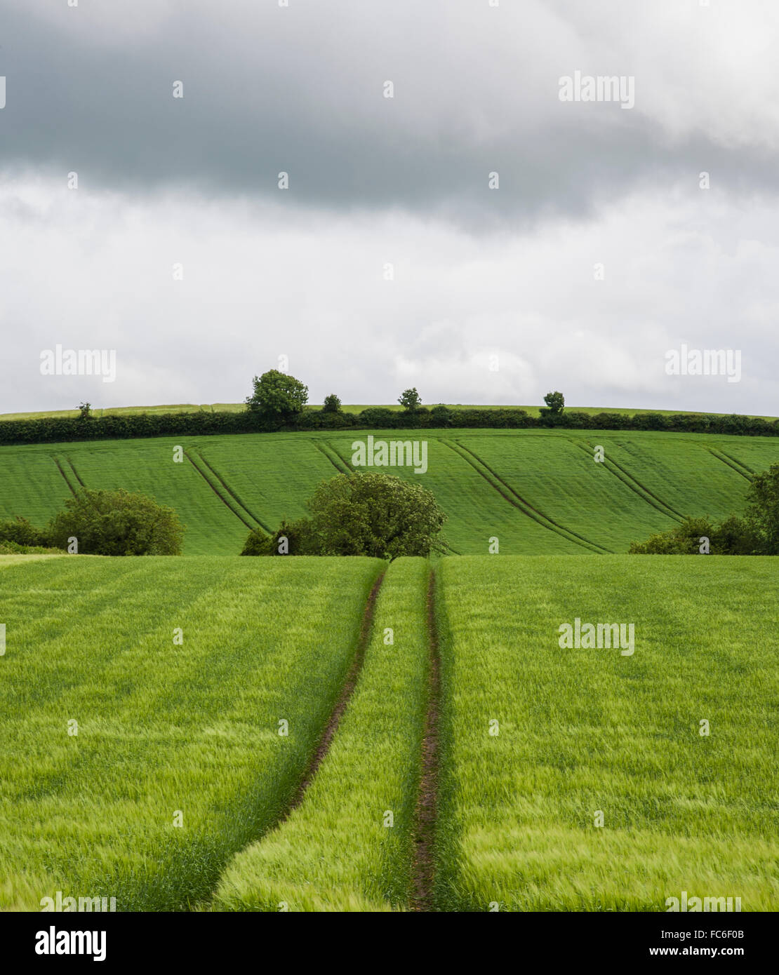 Tractor path in a wheat field landscape with shades of green and storm ...