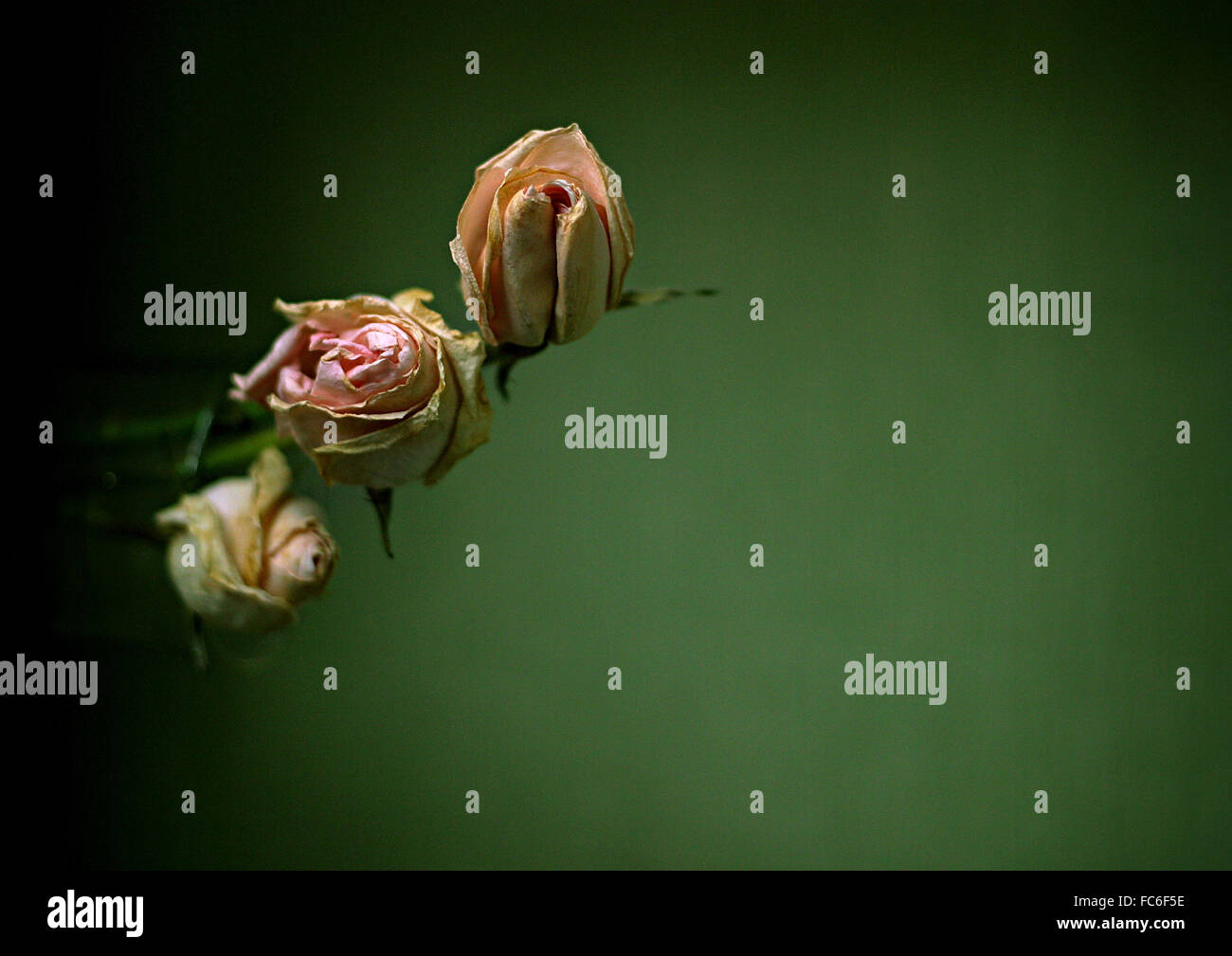 Three withering roses on a green background Stock Photo - Alamy