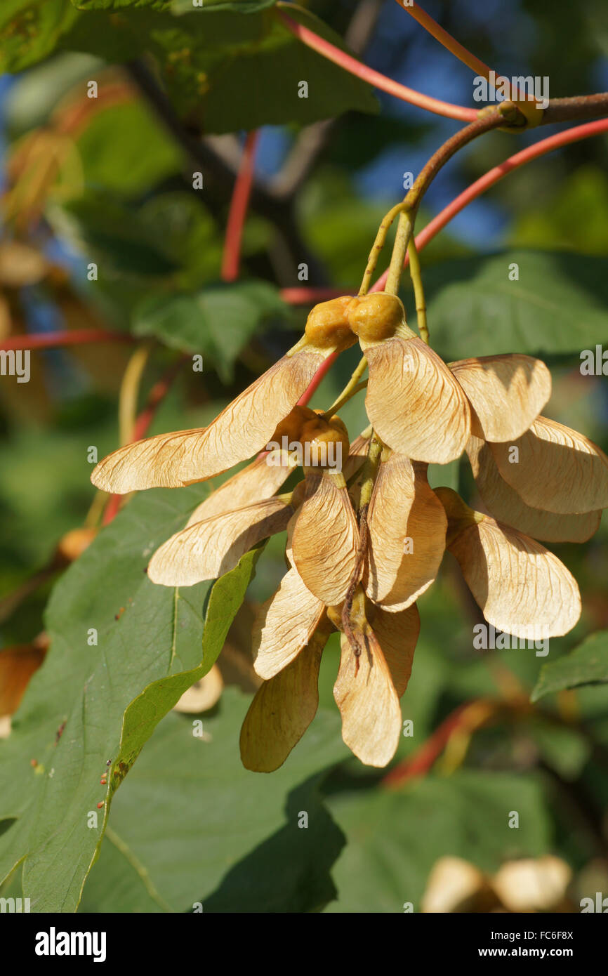 Sycamore maple seed hi-res stock photography and images - Alamy