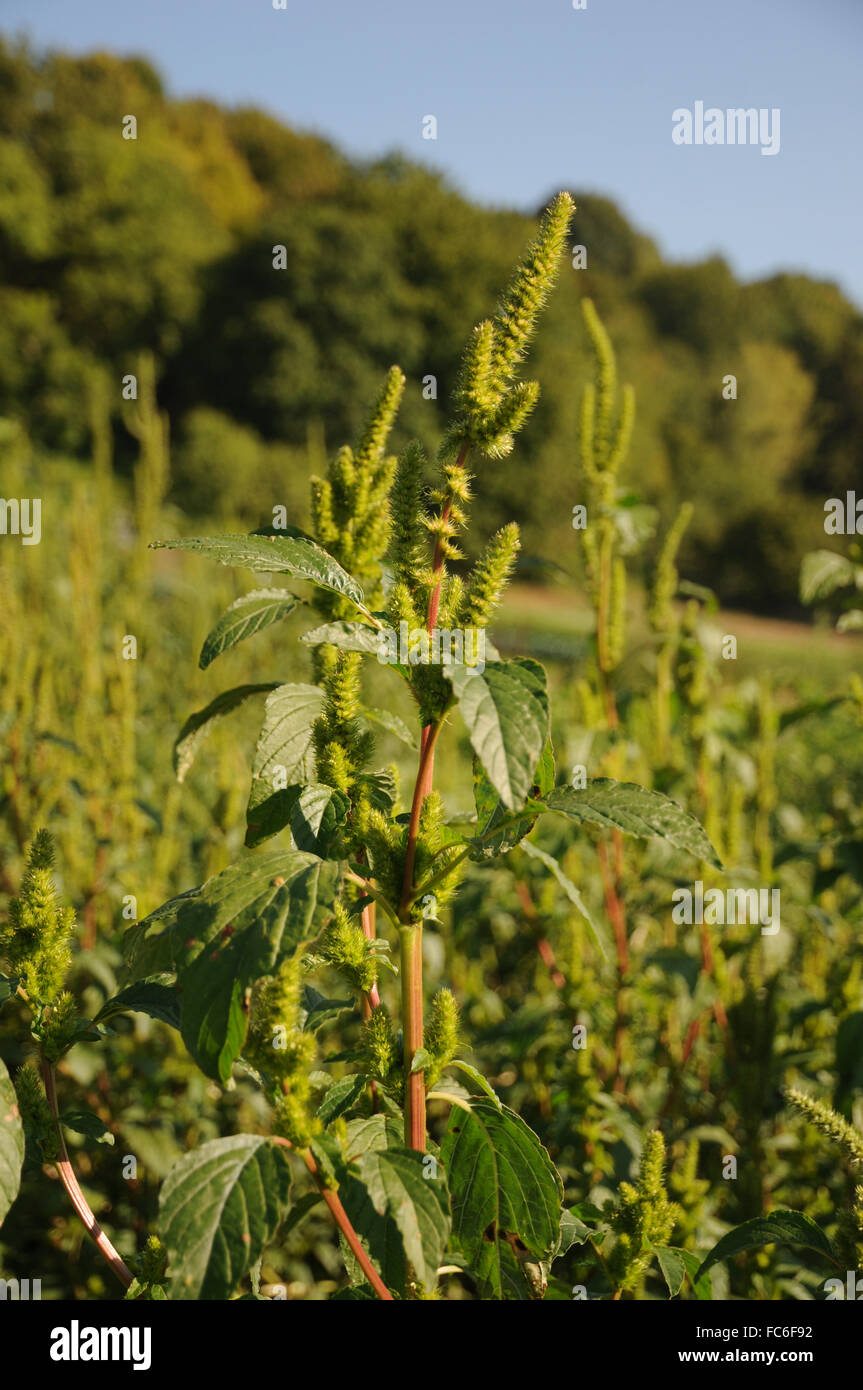 Redroot amaranth amaranthus retroflexus hi-res stock photography and ...