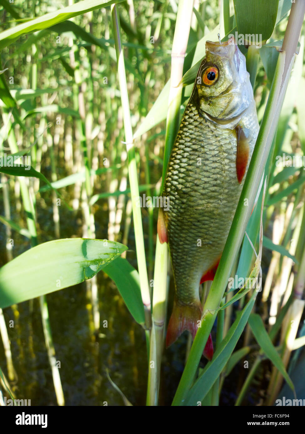 summer lake fishing Rudd fish Stock Photo - Alamy