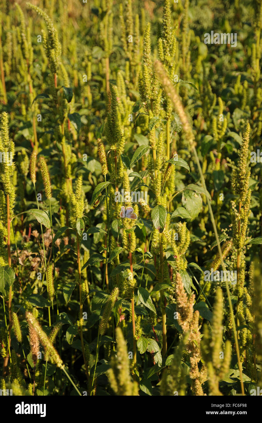 Redroot amaranth amaranthus retroflexus hi-res stock photography and ...