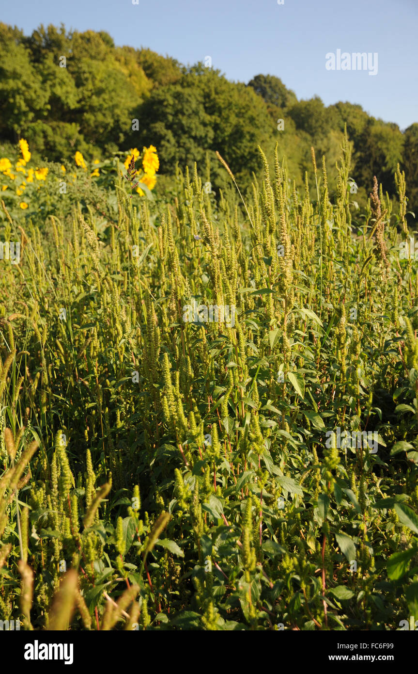 Redroot amaranth amaranthus retroflexus hi-res stock photography and ...