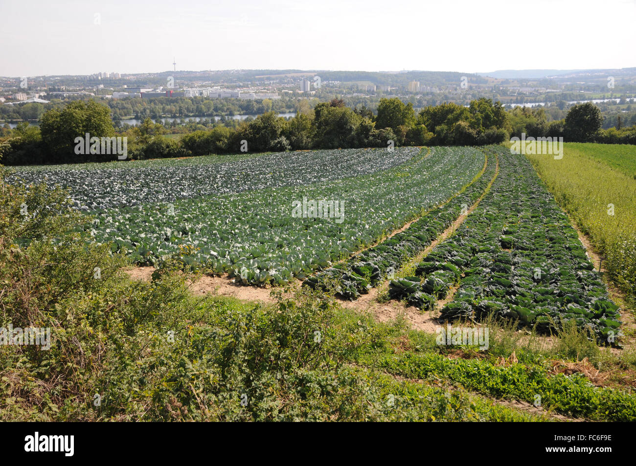 Kohlarten hi-res stock photography and images - Alamy