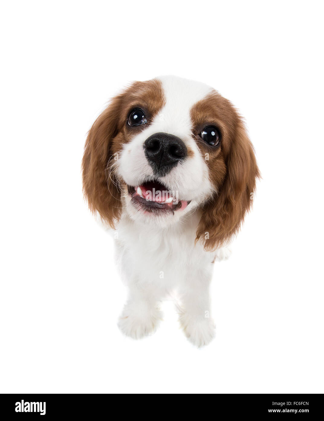 Close portrait king charles hi-res stock photography and images - Alamy