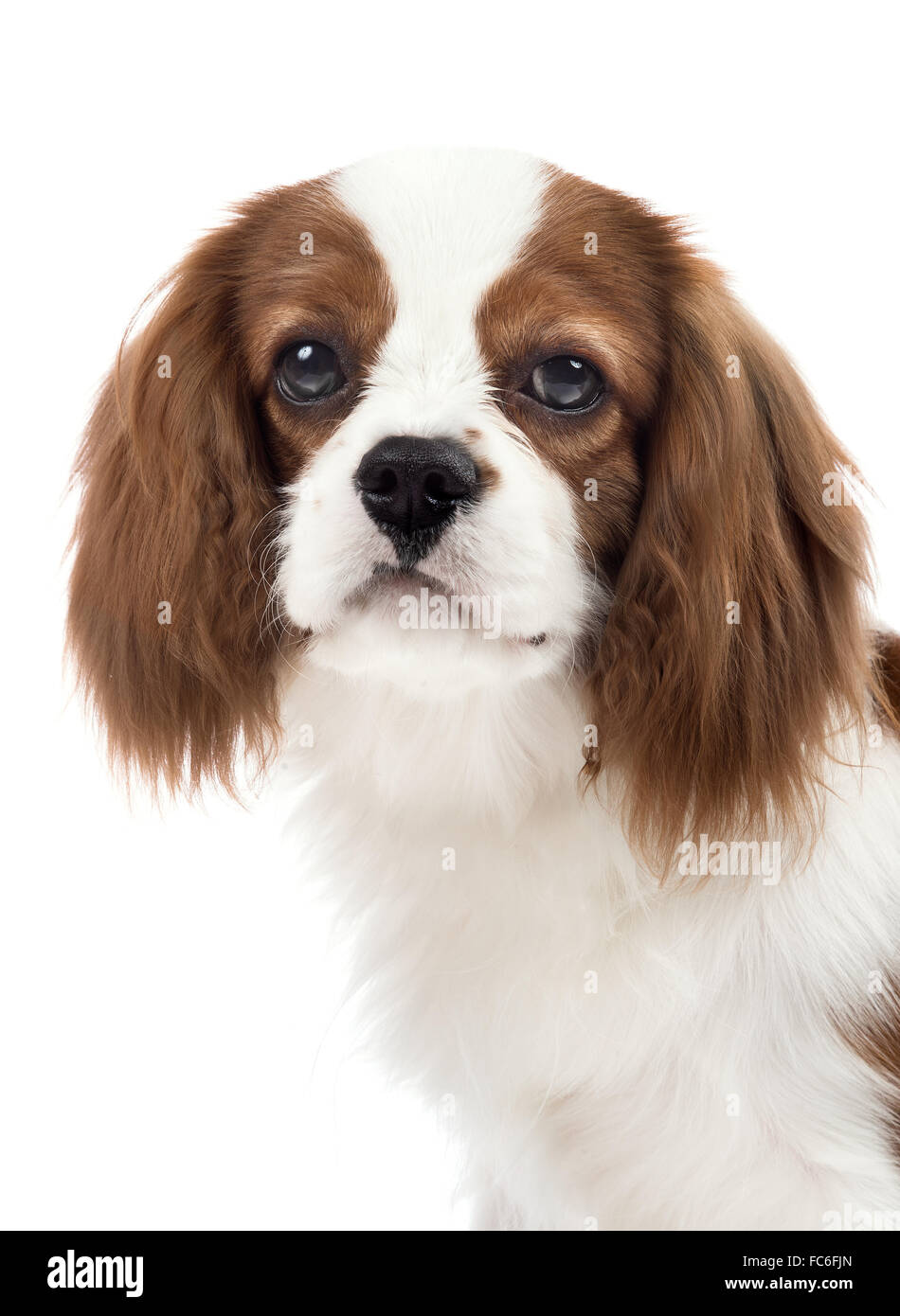 Close portrait king charles hi-res stock photography and images - Alamy