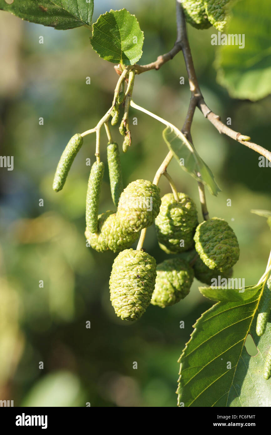 Alder tree hi-res stock photography and images - Alamy