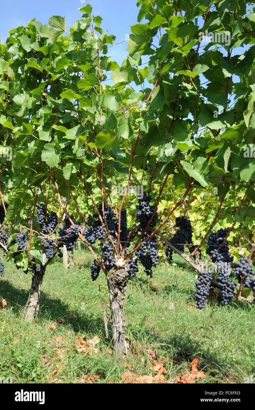 Vitis vinifera dornfelder grape vine hi-res stock photography and ...