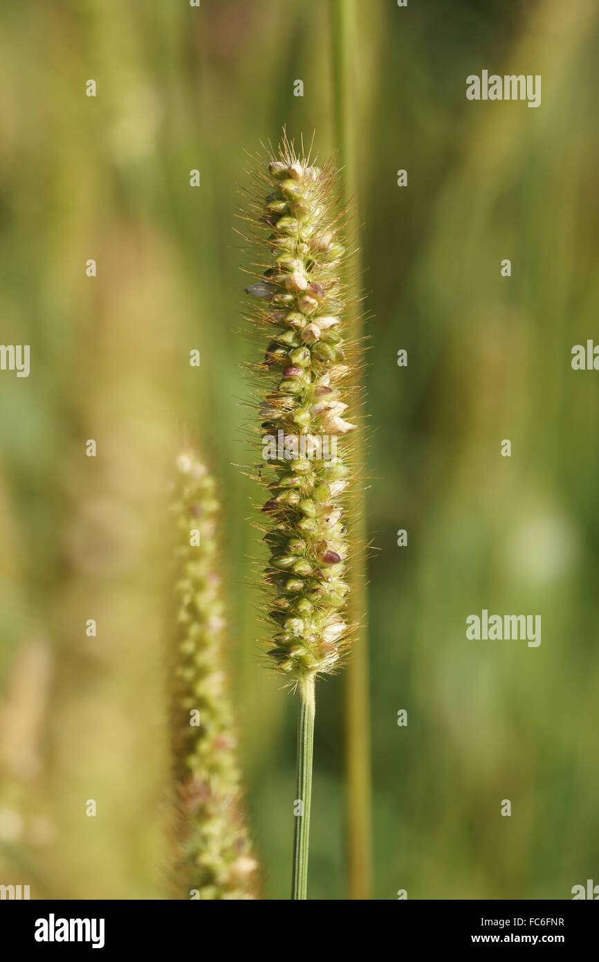 Wild foxtail millet Stock Photo - Alamy