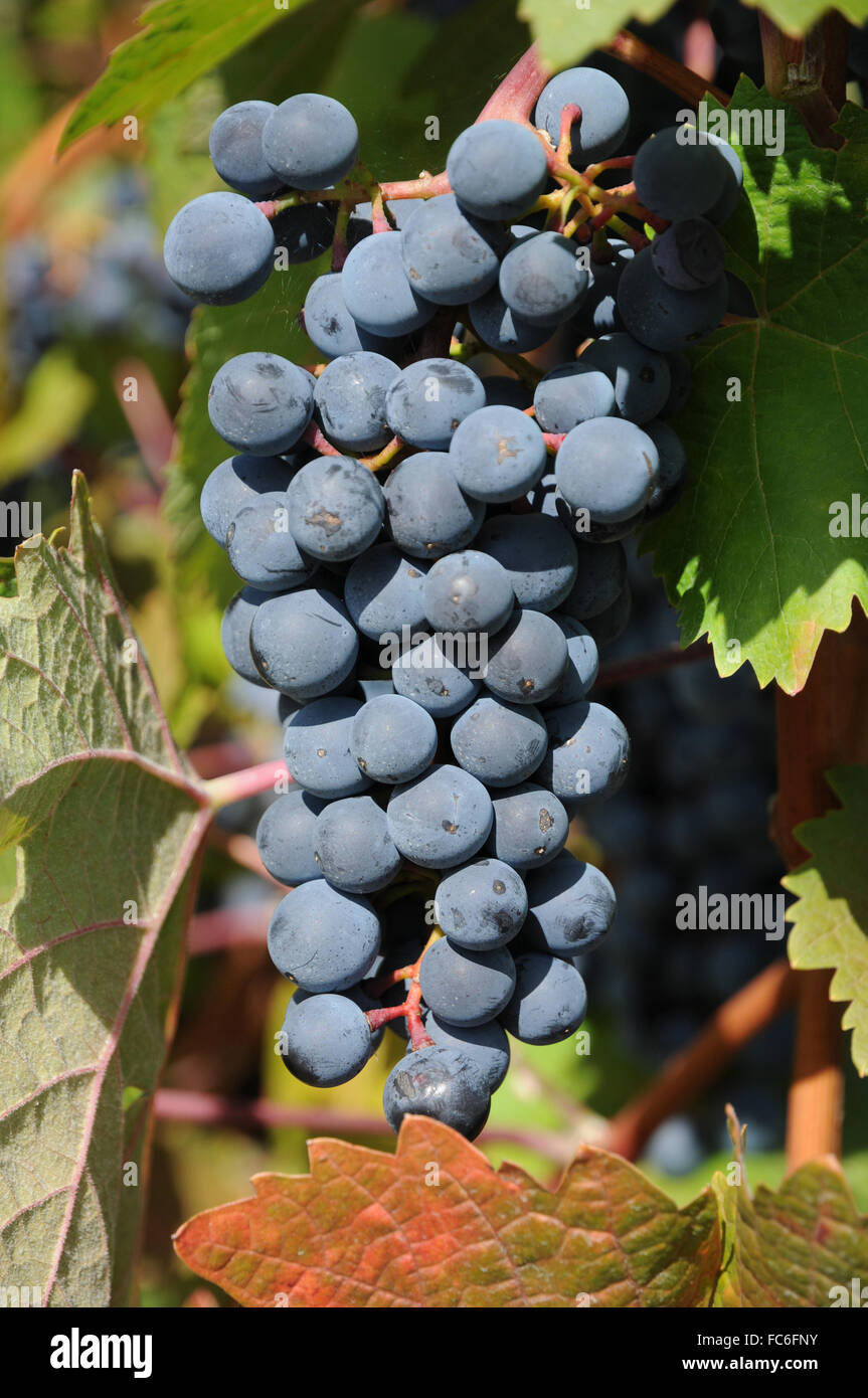 Vitis vinifera dornfelder grape vine hi-res stock photography and ...