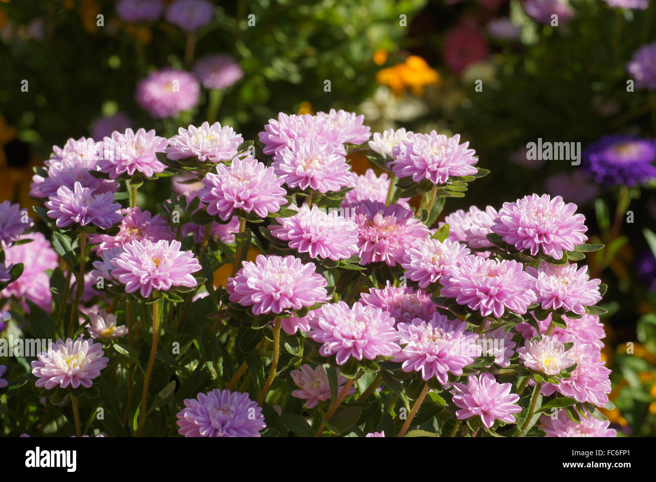 Chinesische aster hi-res stock photography and images - Alamy