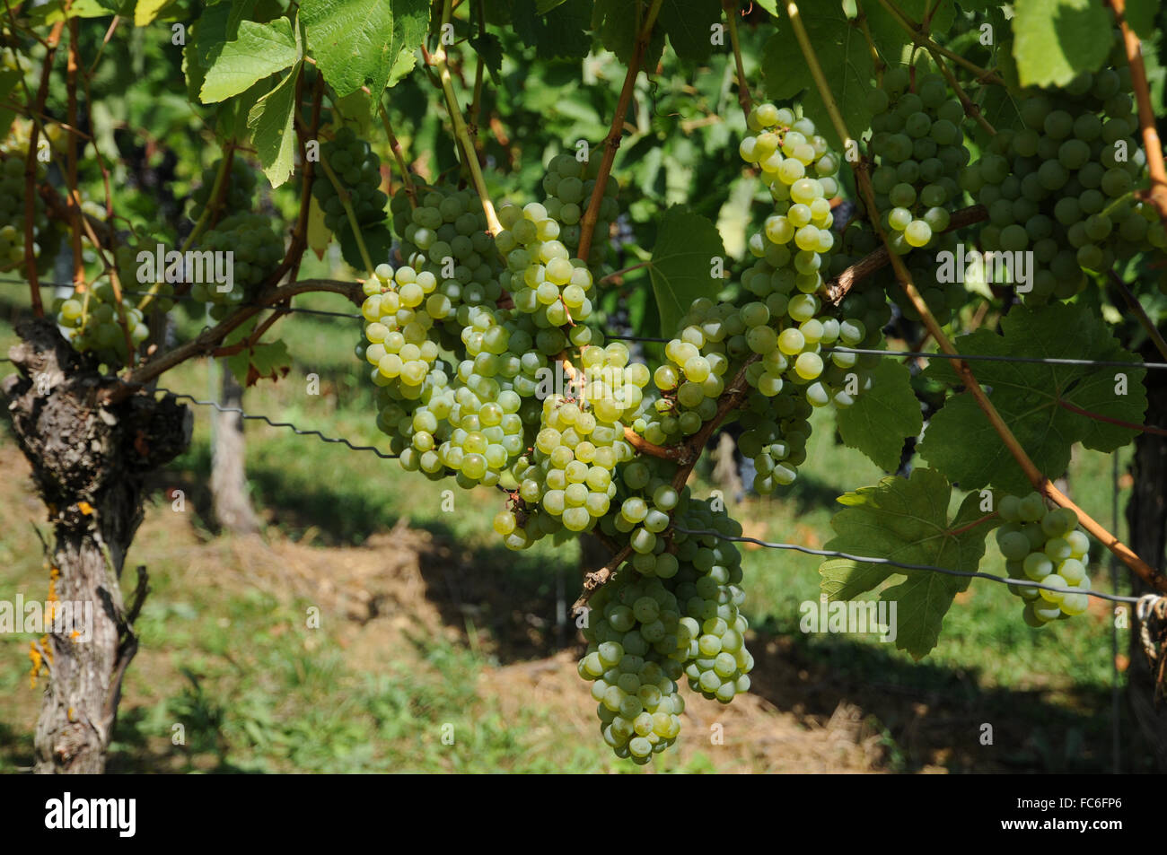 Vitis vinifera silvaner weinrebe grape hi-res stock photography and ...