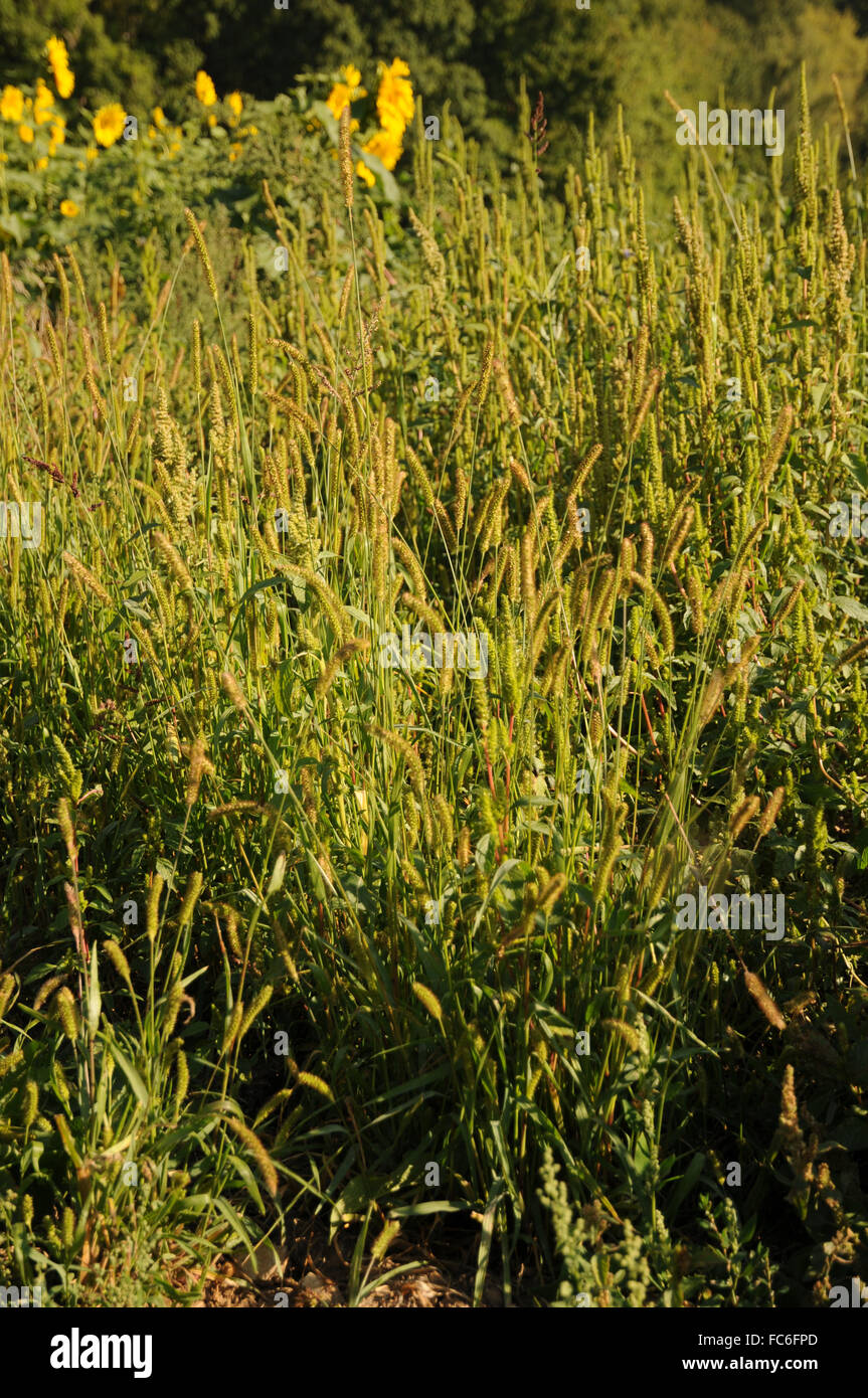 Foxtail millet hi-res stock photography and images - Alamy