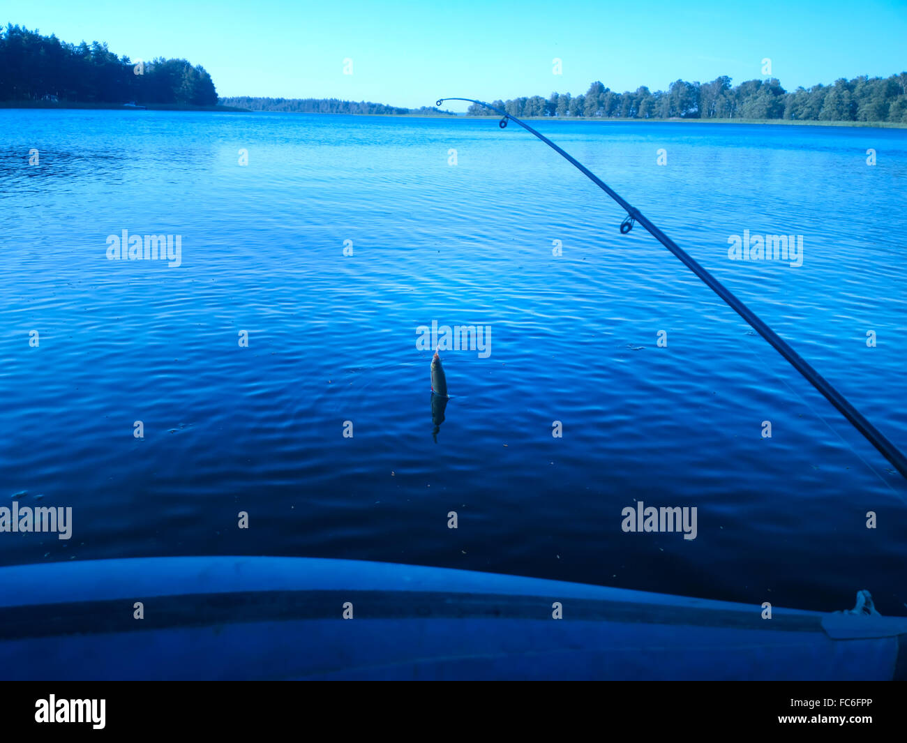 summer lake rod fishing Rudd fish Stock Photo - Alamy