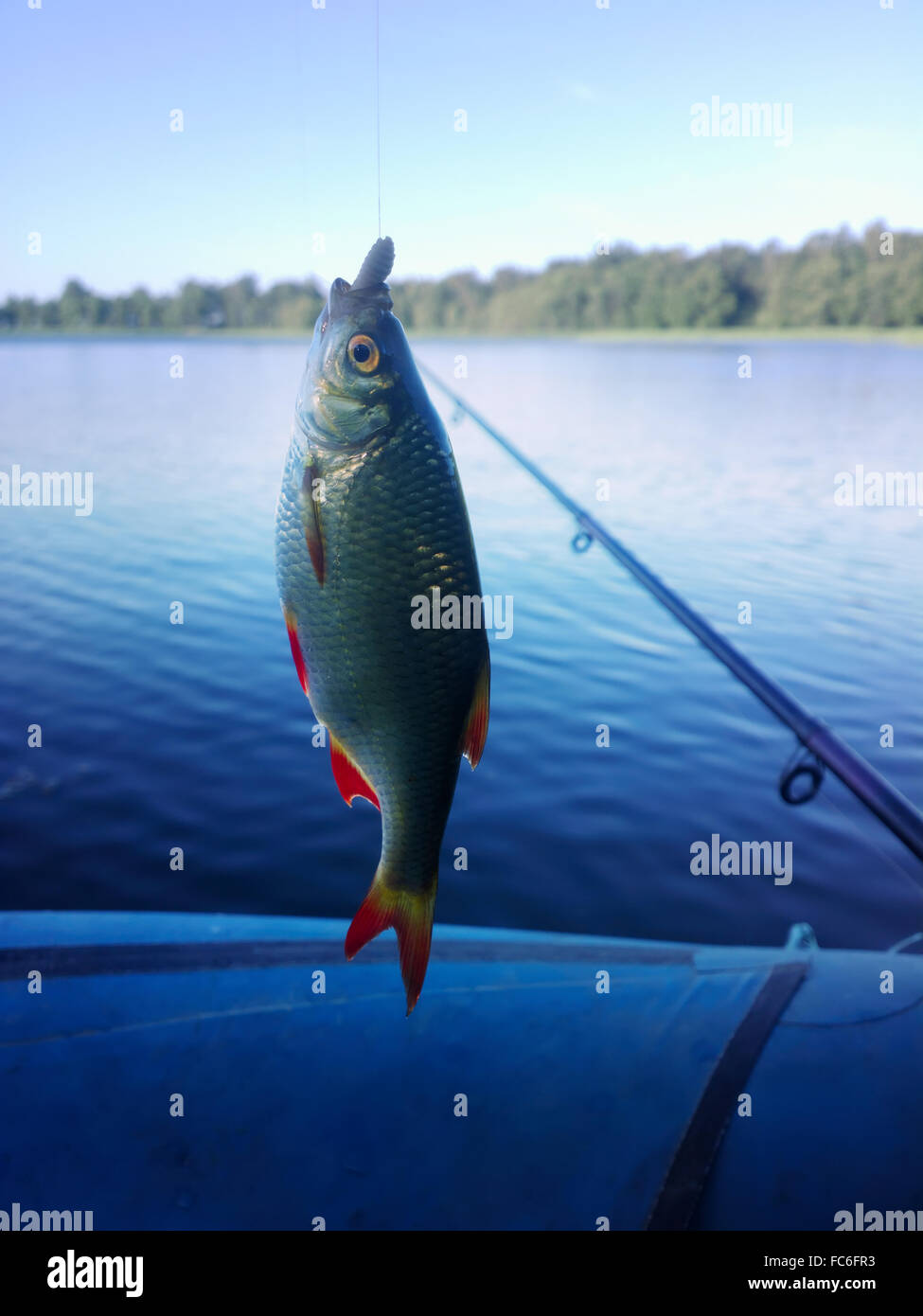 summer lake fishing Rudd fish Stock Photo - Alamy