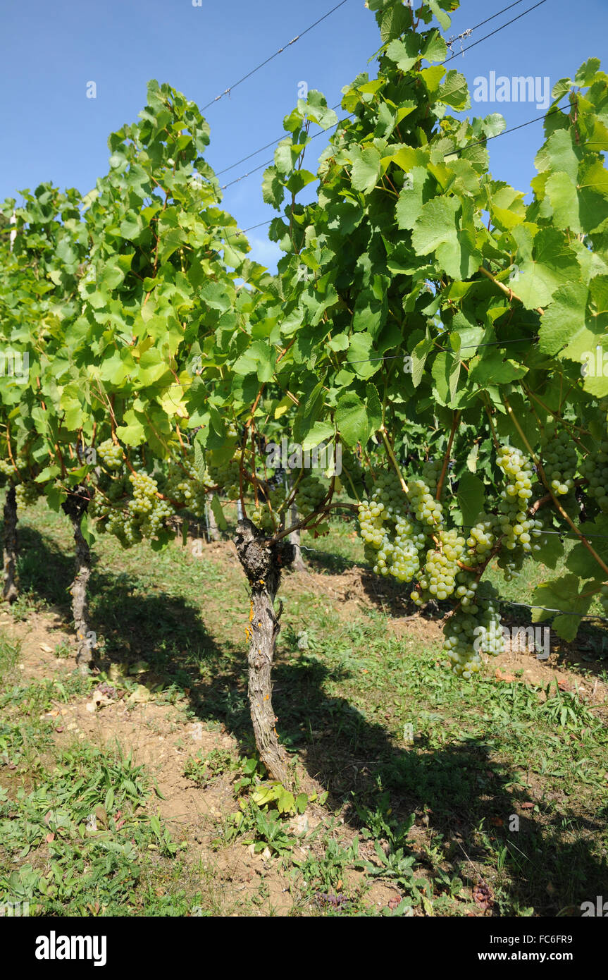 Vitis vinifera silvaner weinrebe grape hi-res stock photography and ...