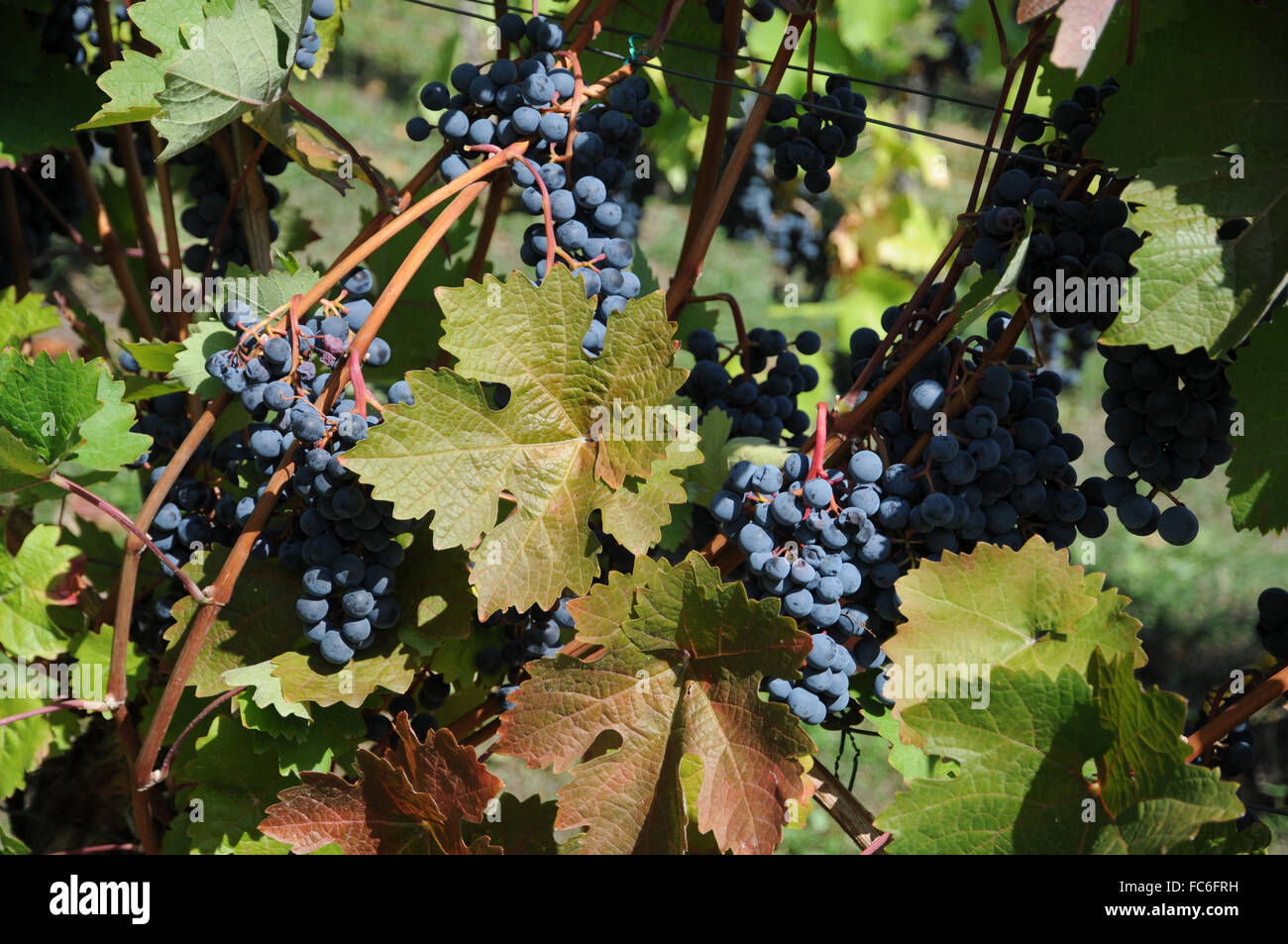 Vitis vinifera dornfelder grape vine hi-res stock photography and ...