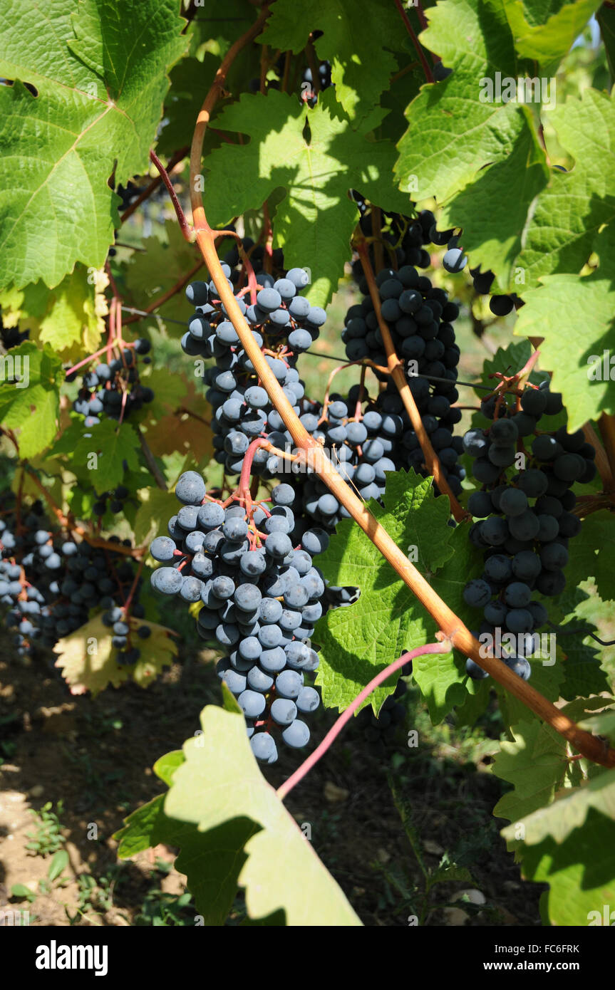 Vitis vinifera dornfelder grape vine hi-res stock photography and ...