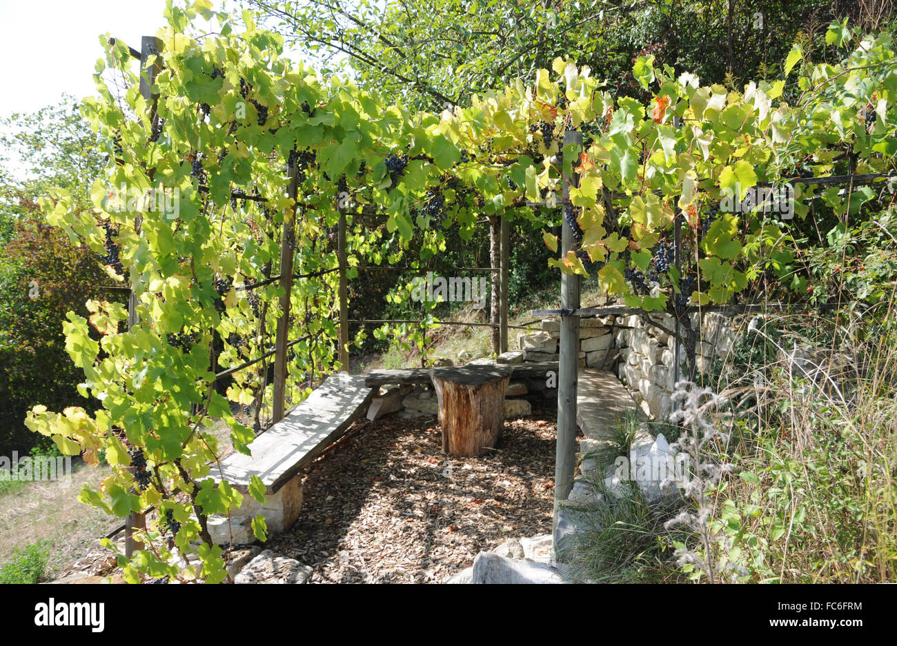 Grapevine pergola hi-res stock photography and images - Alamy