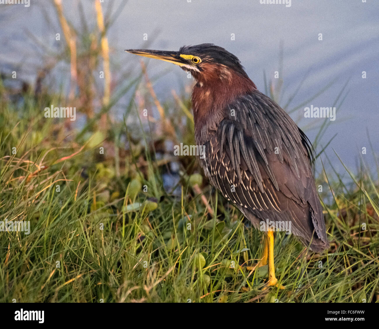 Herons florida usa hi-res stock photography and images - Alamy