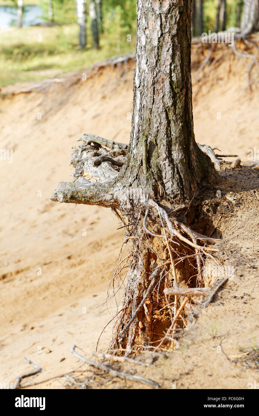 the roots of pine trees on a sandy cliff Stock Photo - Alamy