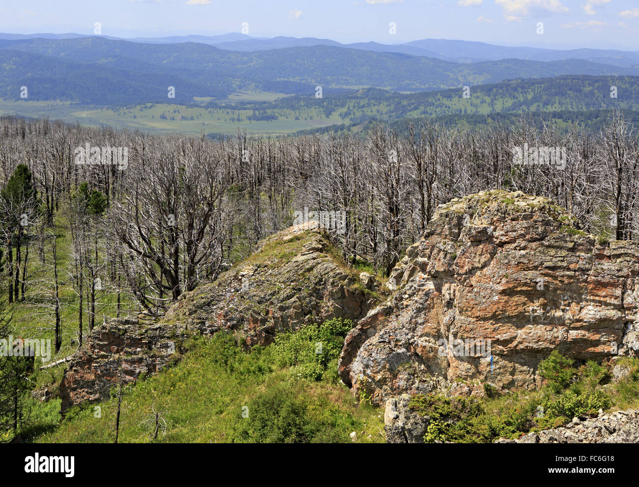 Dead trees on top hi-res stock photography and images - Alamy