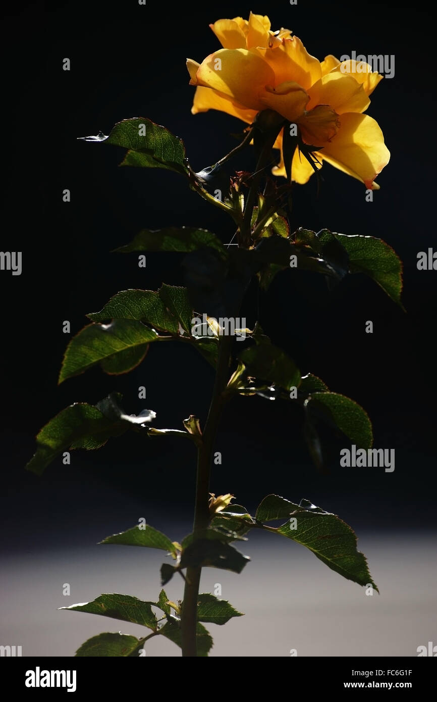 A plant of the family of the rose family rosaceae hi-res stock ...