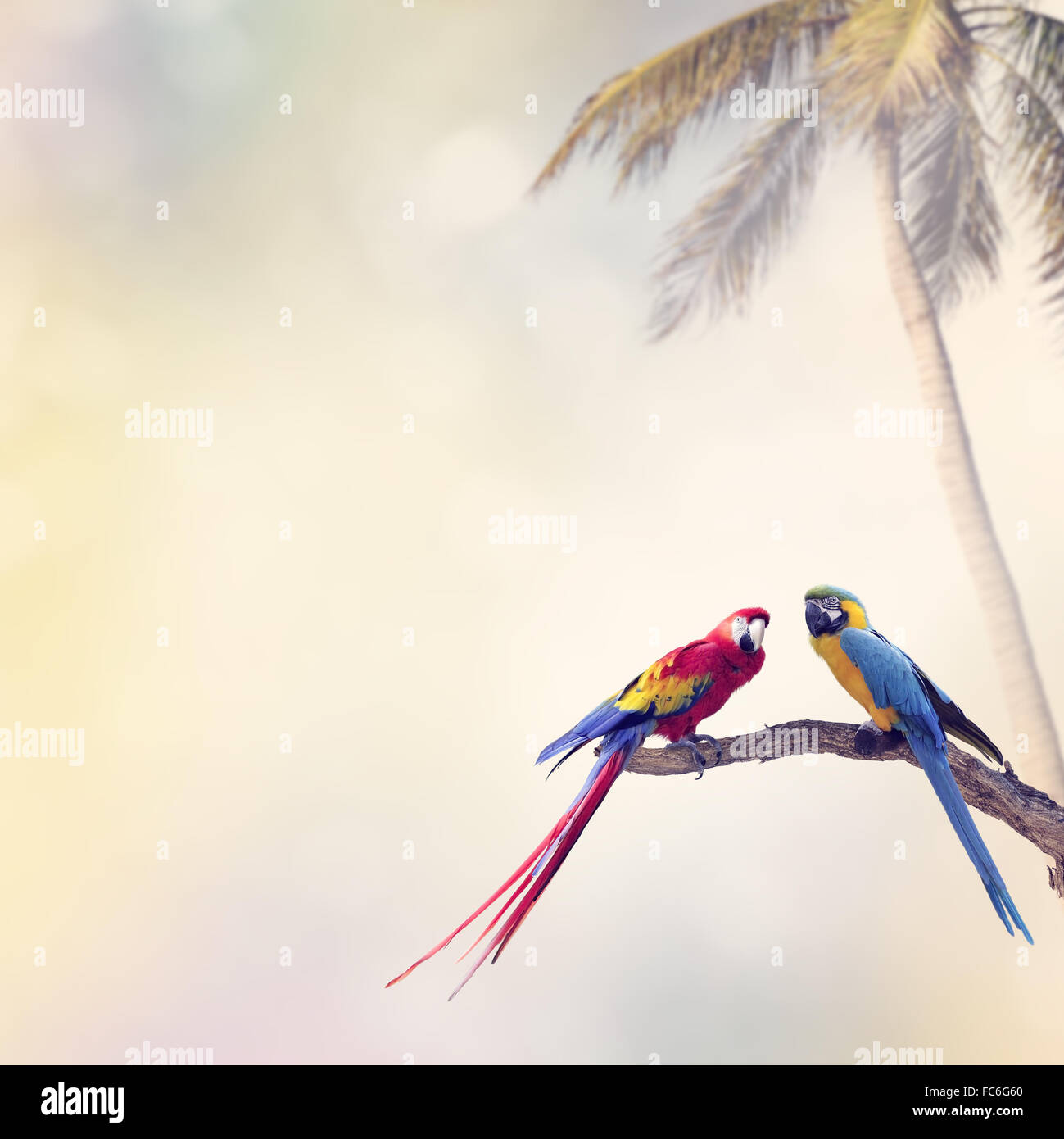 Two green parrots hi-res stock photography and images - Alamy