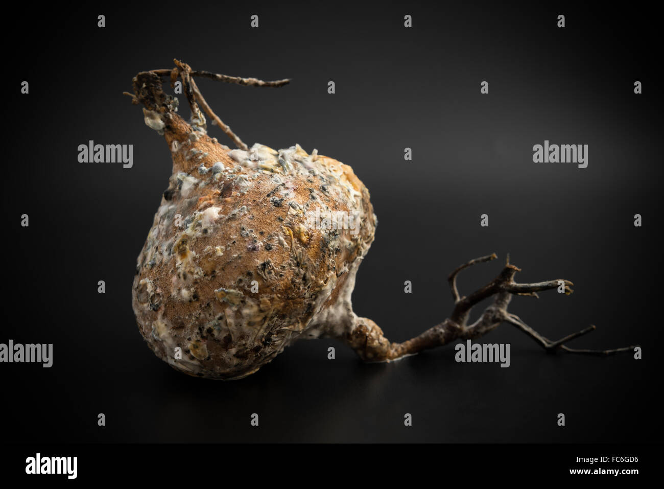 rotten jicama or yam-bean on a black background Stock Photo - Alamy