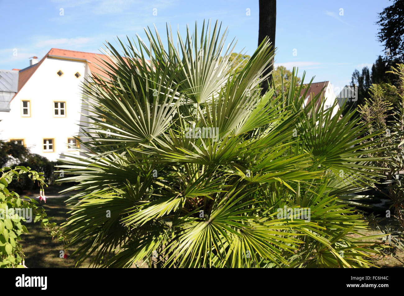 Dwarf fan palm hi-res stock photography and images - Alamy