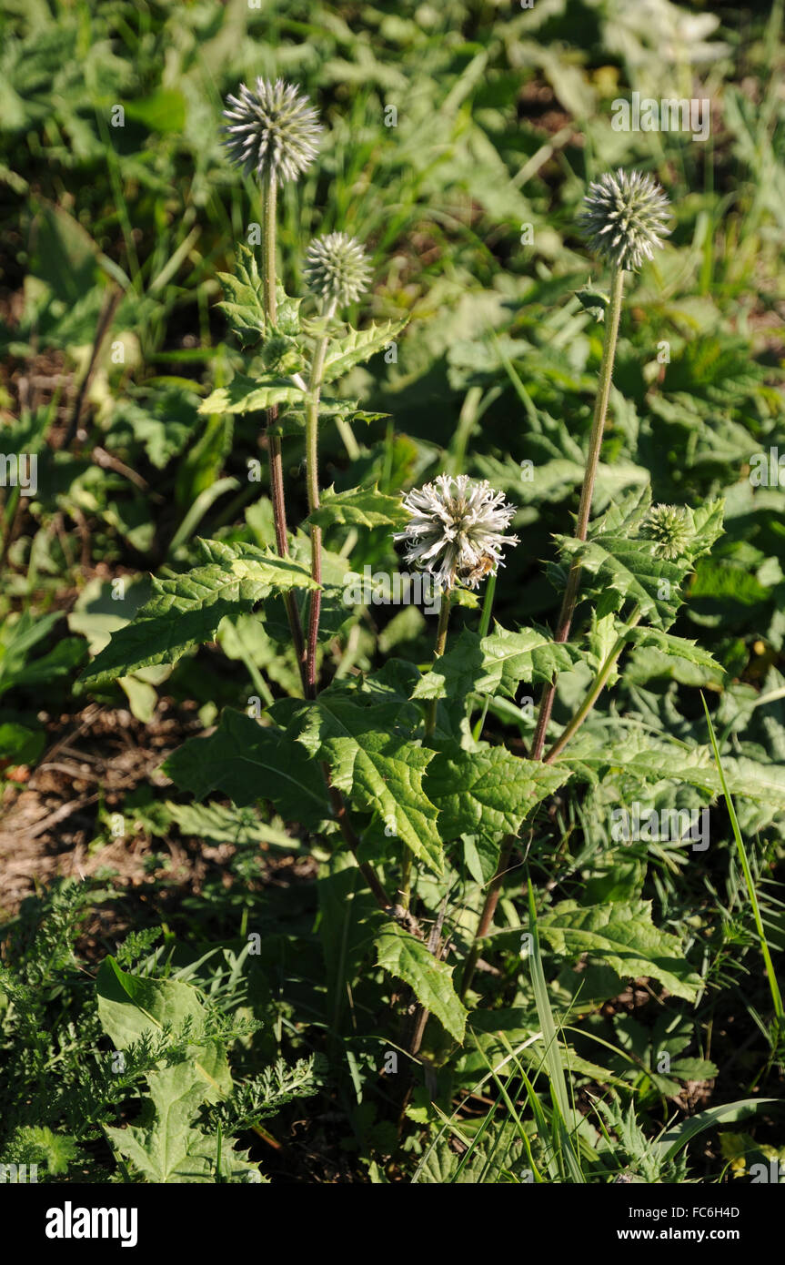 Russian globe thistle Stock Photo - Alamy