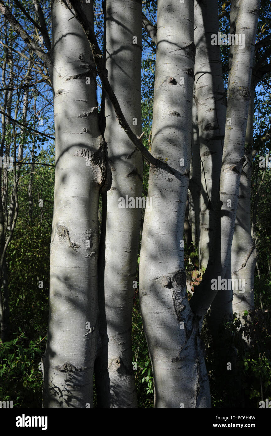 Aspen baum blatt hi-res stock photography and images - Alamy