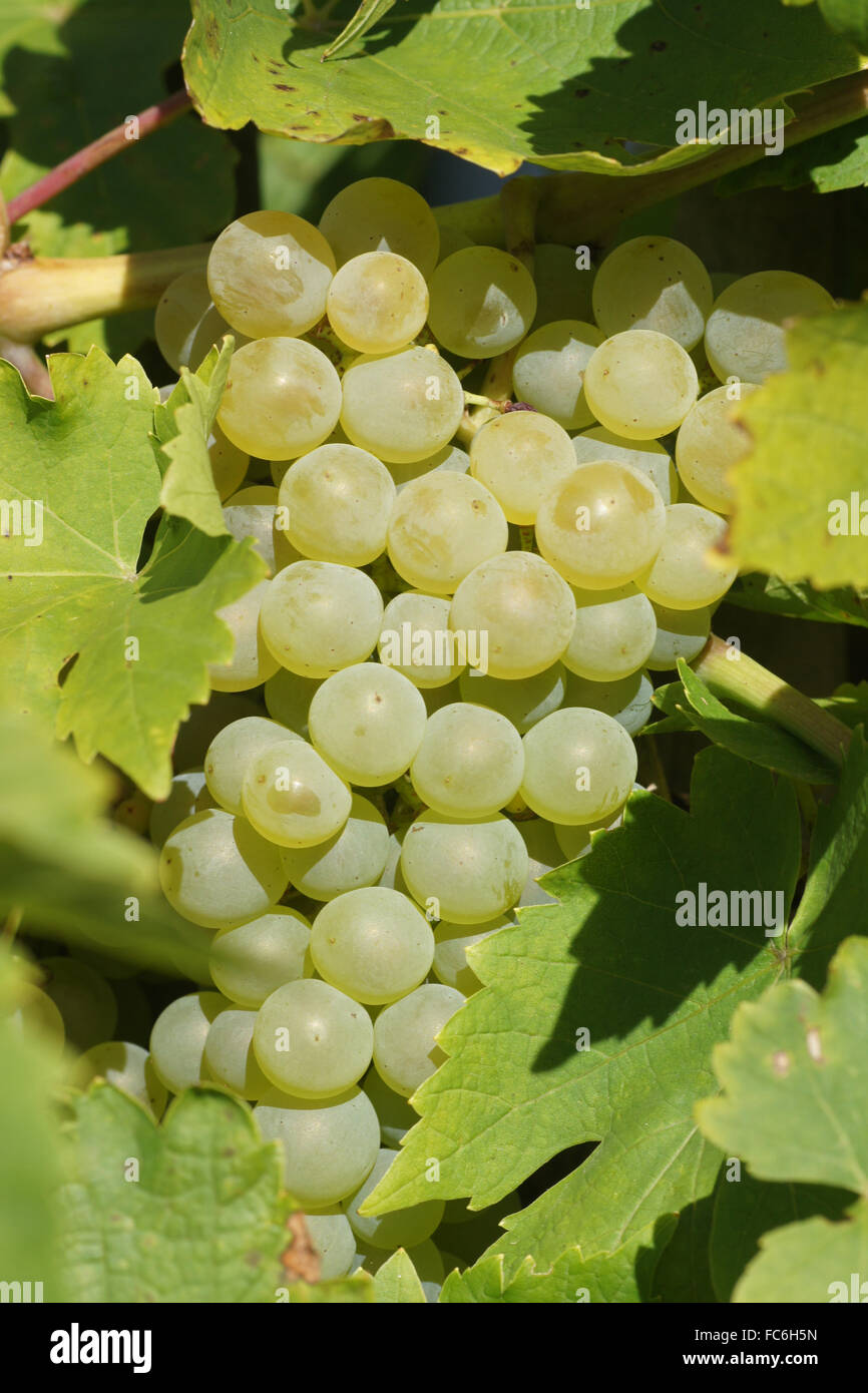 Grapevine Vitis Sp High Resolution Stock Photography and Images - Alamy