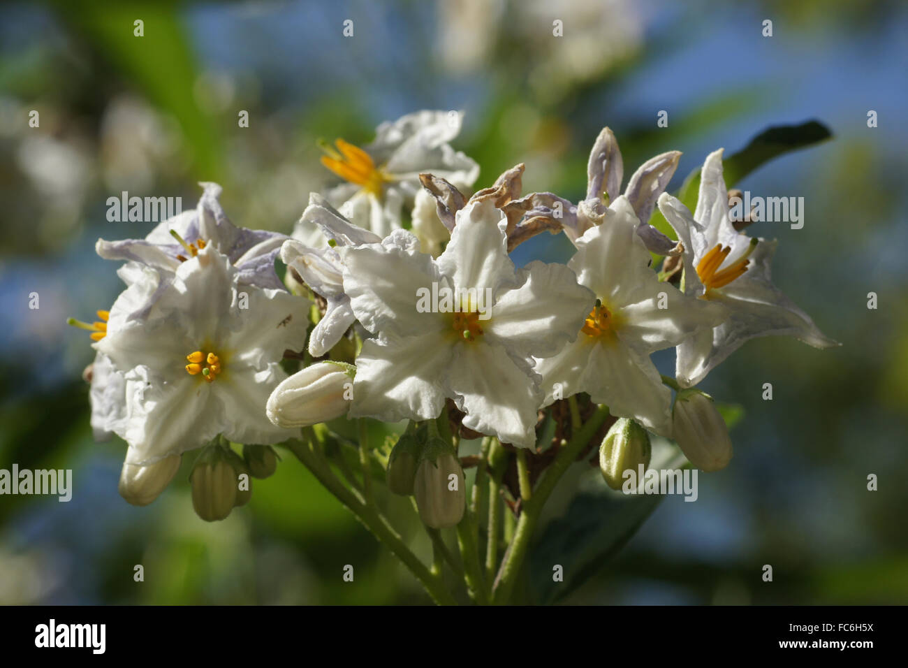 Solanum rantonnetii hi-res stock photography and images - Alamy