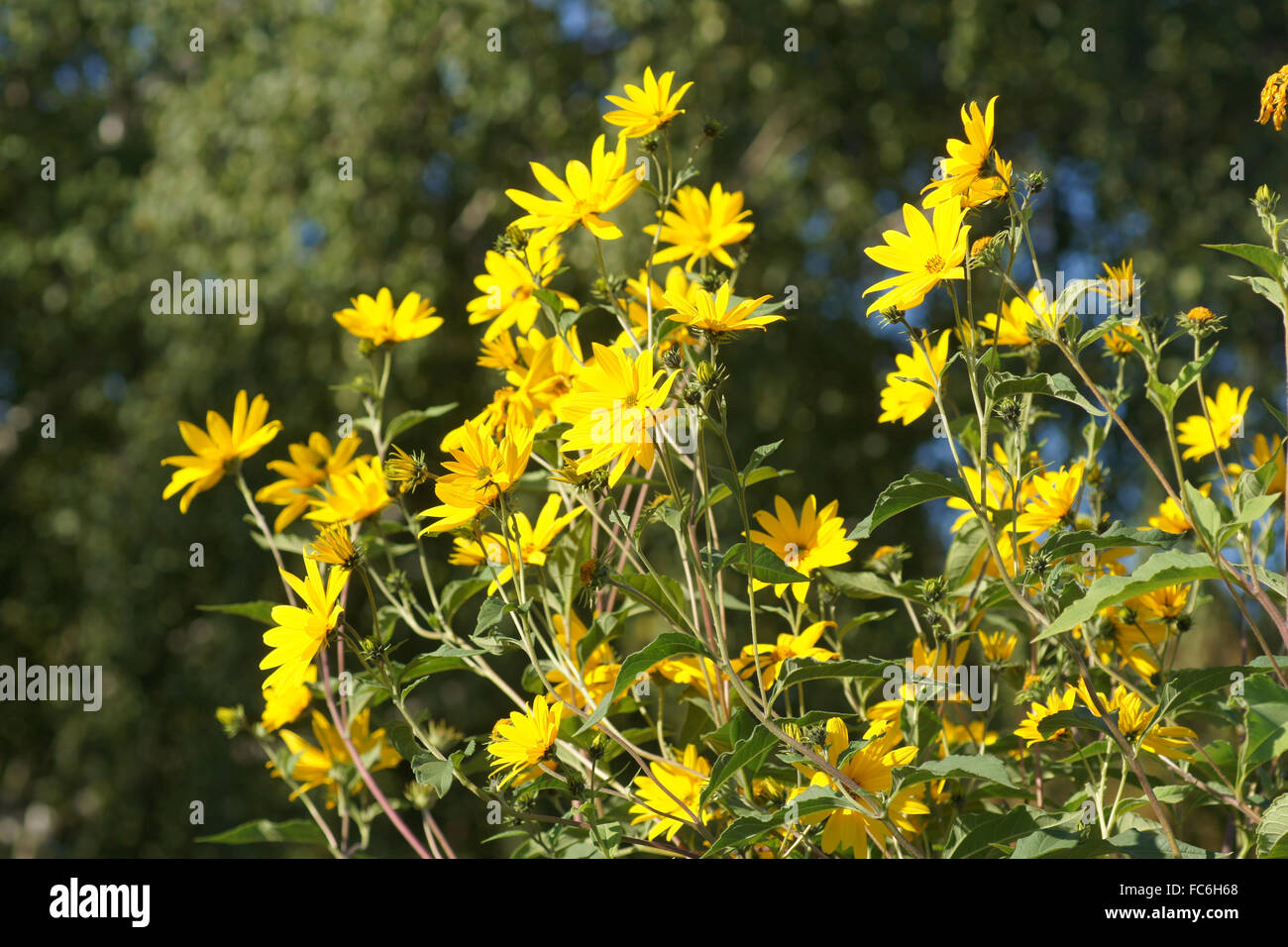 Sunroots hi-res stock photography and images - Alamy